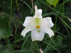 シラユリ（白百合） | たまプラ通信